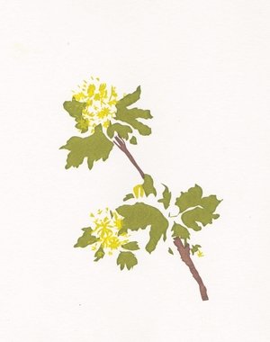 Botanical Screen Printing | Data Thistle