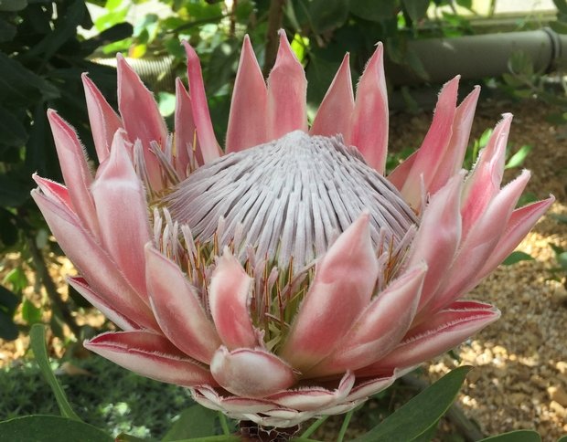 Spectacular Plants Trail | Data Thistle