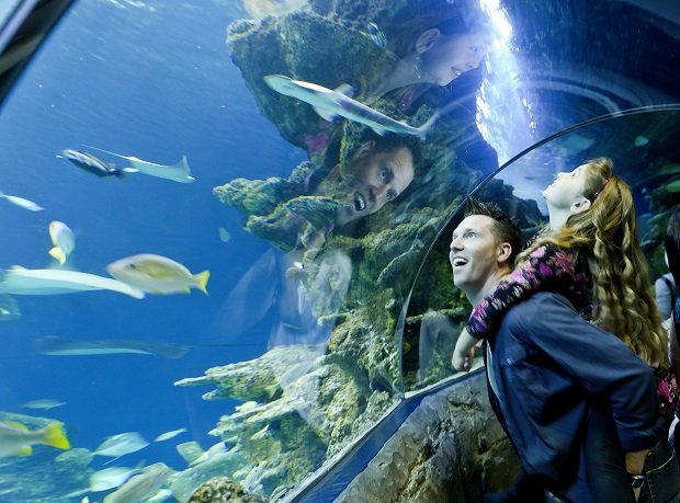 Sea Life London Aquarium (Riverside Building, County Hall, Westminster ...