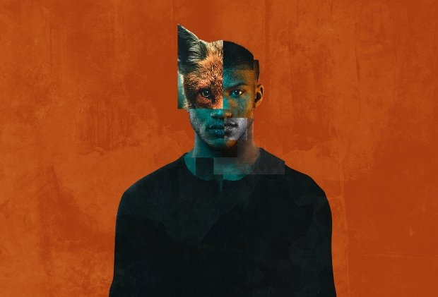 Foxes | Data Thistle