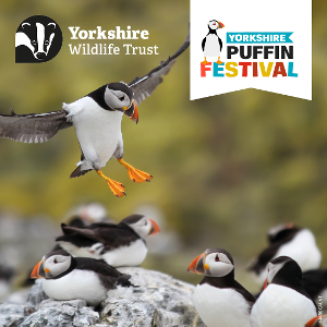 Yorkshire Puffin Festival 2022 | Data Thistle