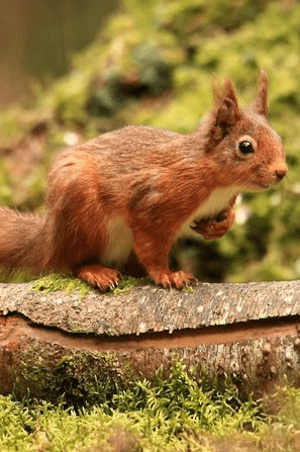Cumbrian Red - A Special Preview with Terry Abraham | Data Thistle