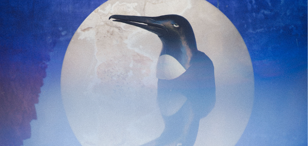 Penguin Cafe | Data Thistle