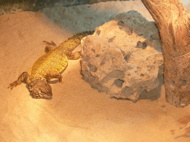 Creature Corner at South Shields Museum And Art Gallery