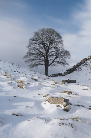 Steel Rigg, Sycamore Gap And Crag Lough | Data Thistle