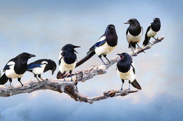A Mischief of Magpies | Data Thistle