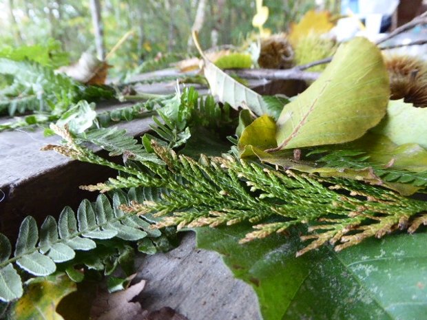 Introduction to Nature Writing | Data Thistle