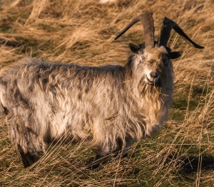 In Search of the Cheviot Goats | Data Thistle