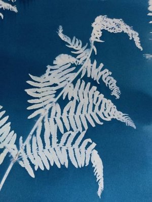 Wellbeing: Introduction To Sun-Printing - Cyanotype | Data Thistle