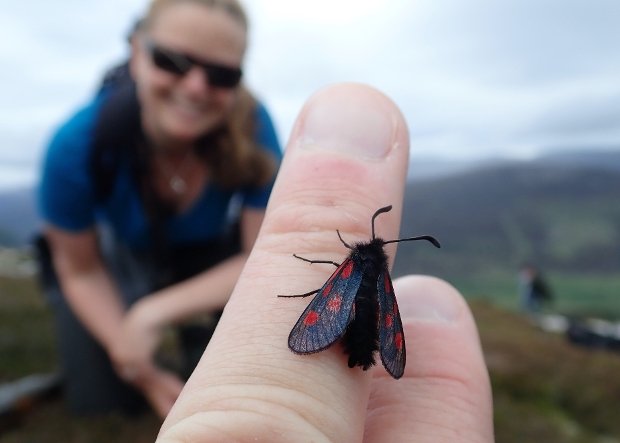 Identification Workshop for Moths: Spring Scottish Specialities | Data ...