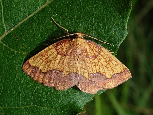 Identification Workshop for Moth: Summer Scottish Specialities | Data ...