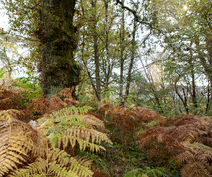 Lionthorn Woodlands (Lionthorn Road, Falkirk)