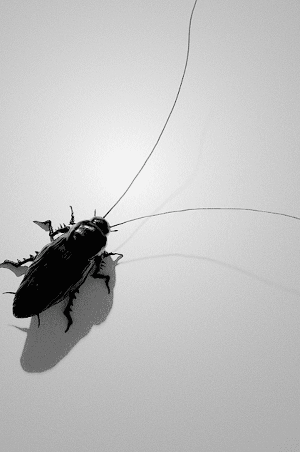 The Pitchfork Disney by Philip Ridley | Data Thistle