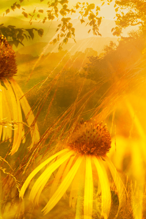 Illumination : Celebrating The Summer Solstice | Data Thistle