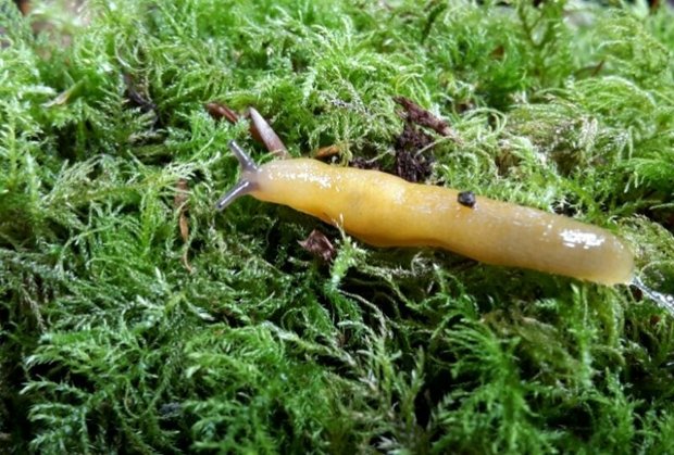Identification workshop: Slugs at World Museum, Liverpool