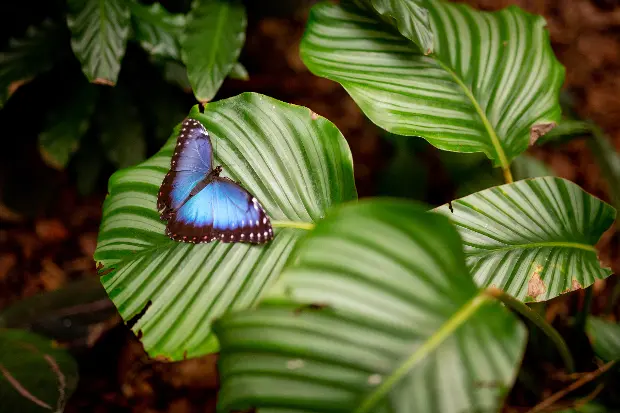Spread Your Wings With Amazonia’s New Butterfly Experience at M&D's ...