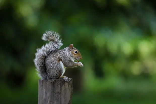 Photography in Nature: Composition & Focal Length | Data Thistle