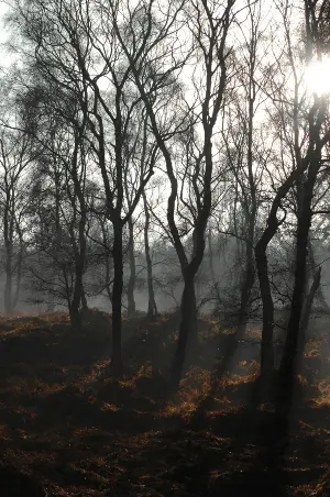 Cannock Chase Ghost Walk at Cannock Chase Forest, Rugeley