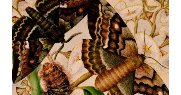 Gothic Moth - Melancholy to Euphoria | Data Thistle