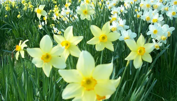 Charity Garden Opening - Caprington Castle at Caprington Castle, Kilmarnock