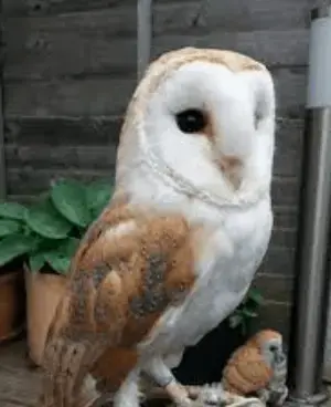 The Yorkshire Owl Experience at Drury Lane Library, Wakefield