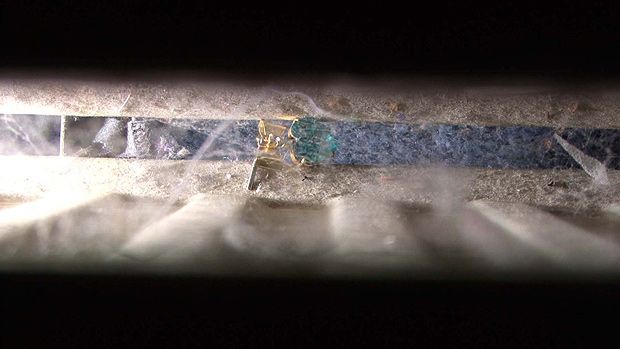 Tim Dodds, Susie Green, Emma Hart, Susan Mowatt: Still life with flying ...